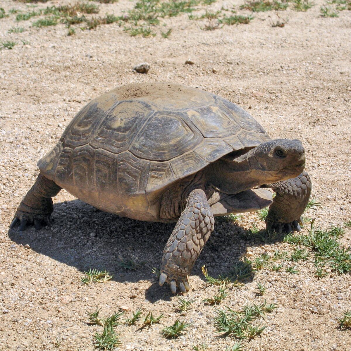 USFWS Proposes to Streamline Desert Tortoise Incidental Take | Bell Kearns