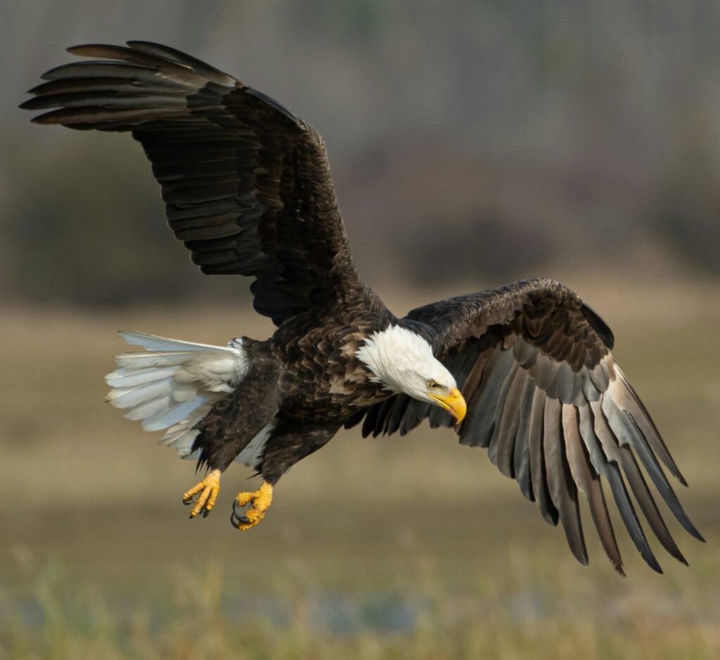 U.S. Fish and Wildlife Service Finalizes Eagle Take General Permit ...